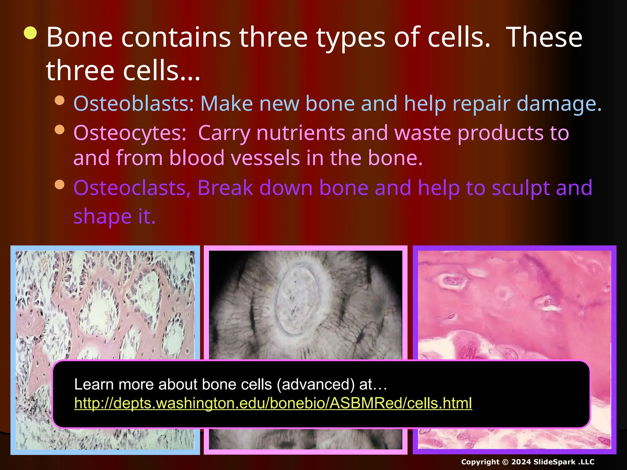 Introduction to the Skeletal System Lesson, Middle Level Science Lesson ...