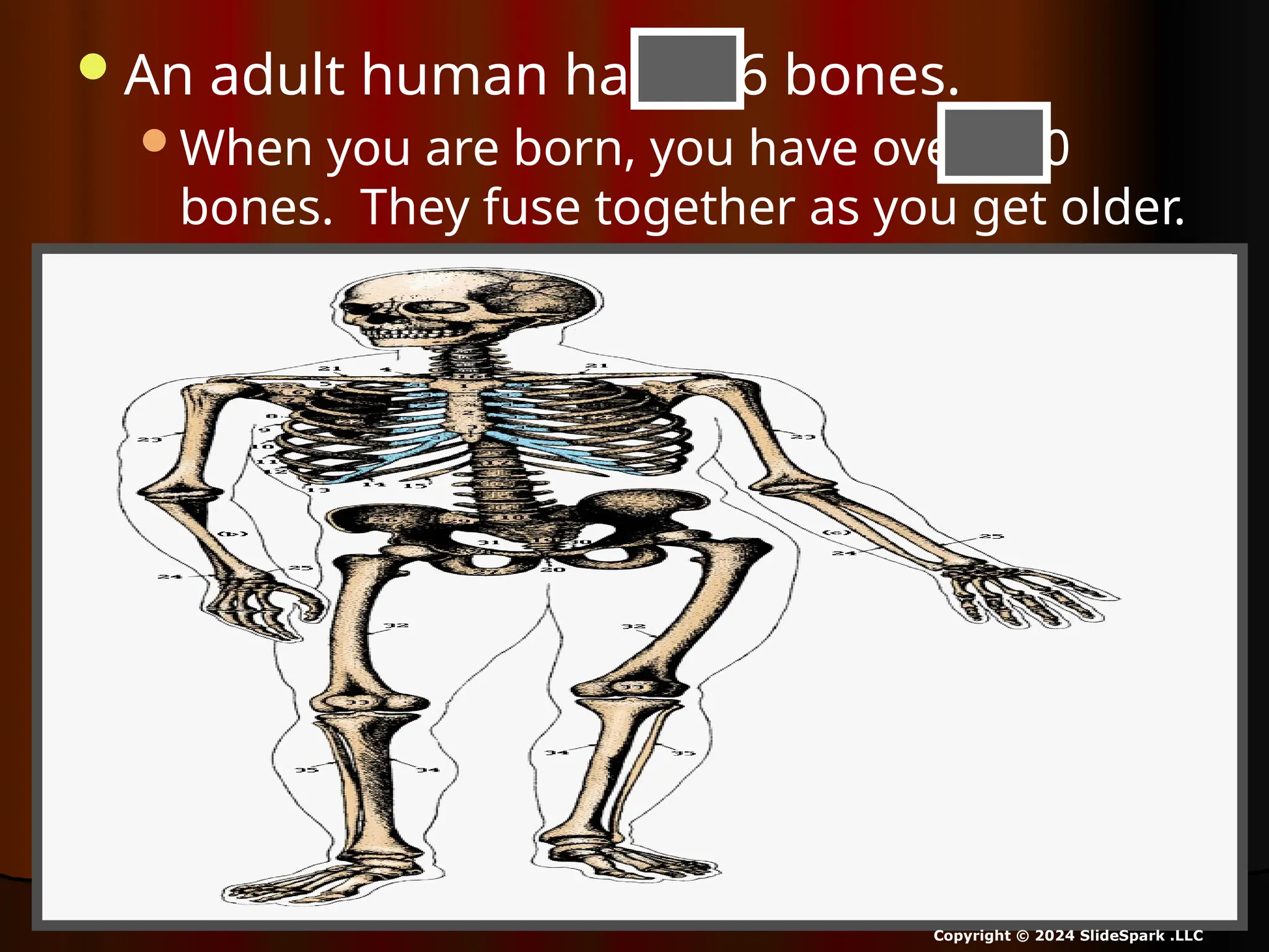 Introduction to the Skeletal System Lesson, Middle Level Science Lesson ...