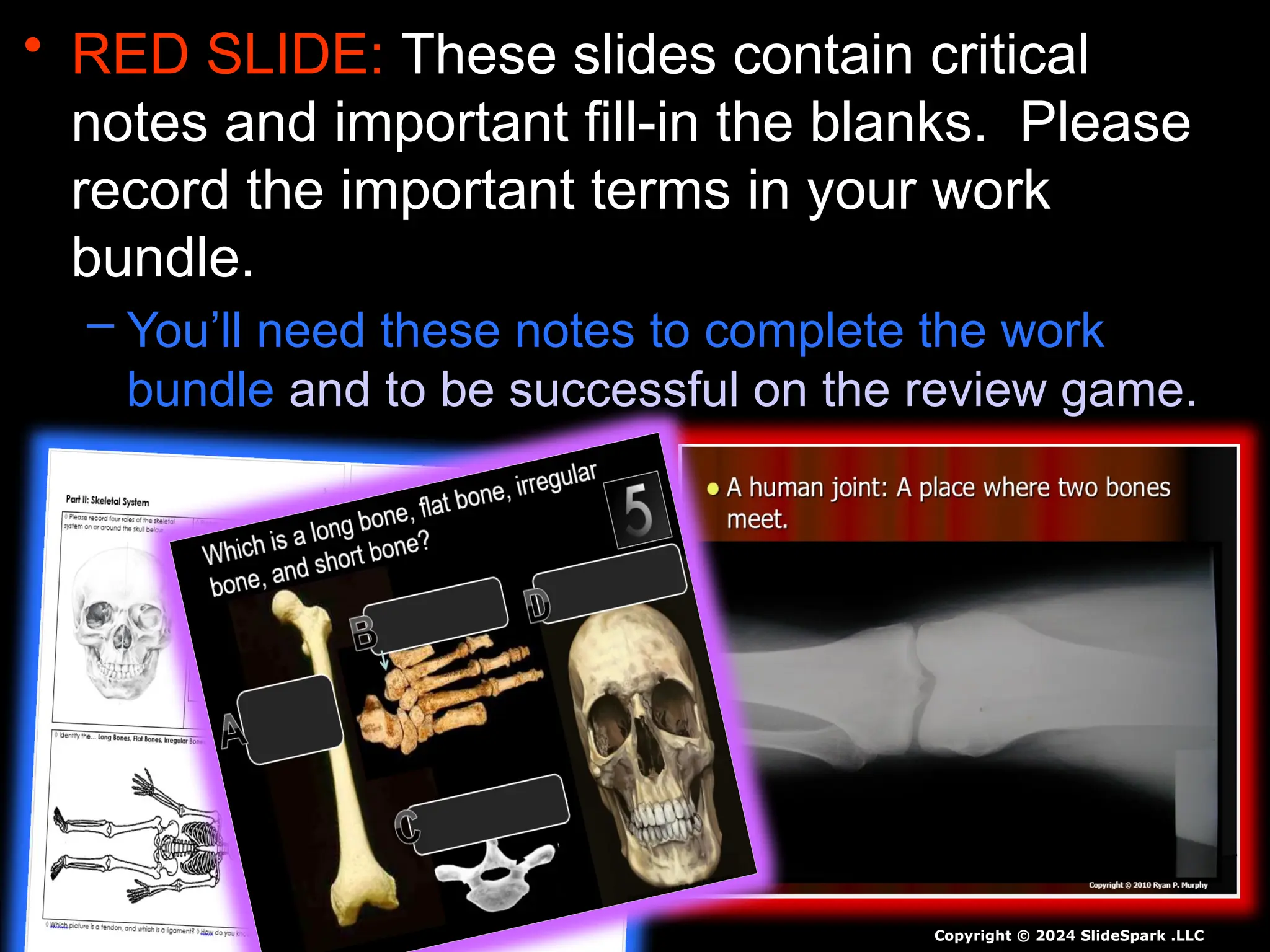 Introduction to the Skeletal System Lesson, Middle Level Science Lesson ...