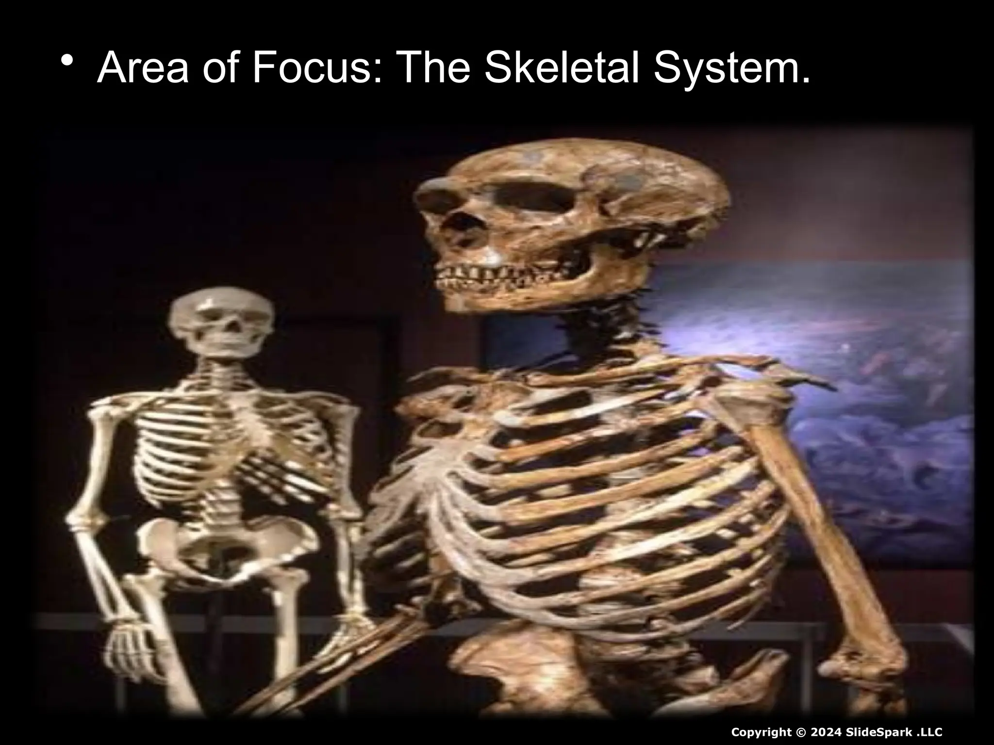 Introduction to the Skeletal System Lesson, Middle Level Science Lesson ...
