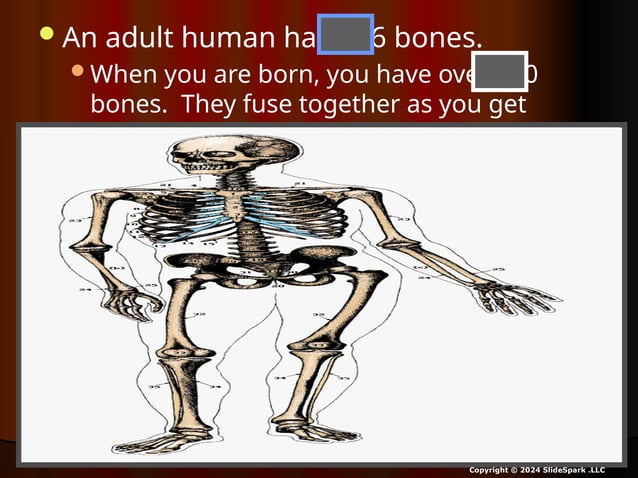 Introduction to the Skeletal System Lesson, Middle Level Science Lesson ...