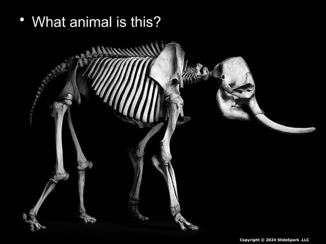 Introduction to the Skeletal System Lesson, Middle Level Science Lesson ...