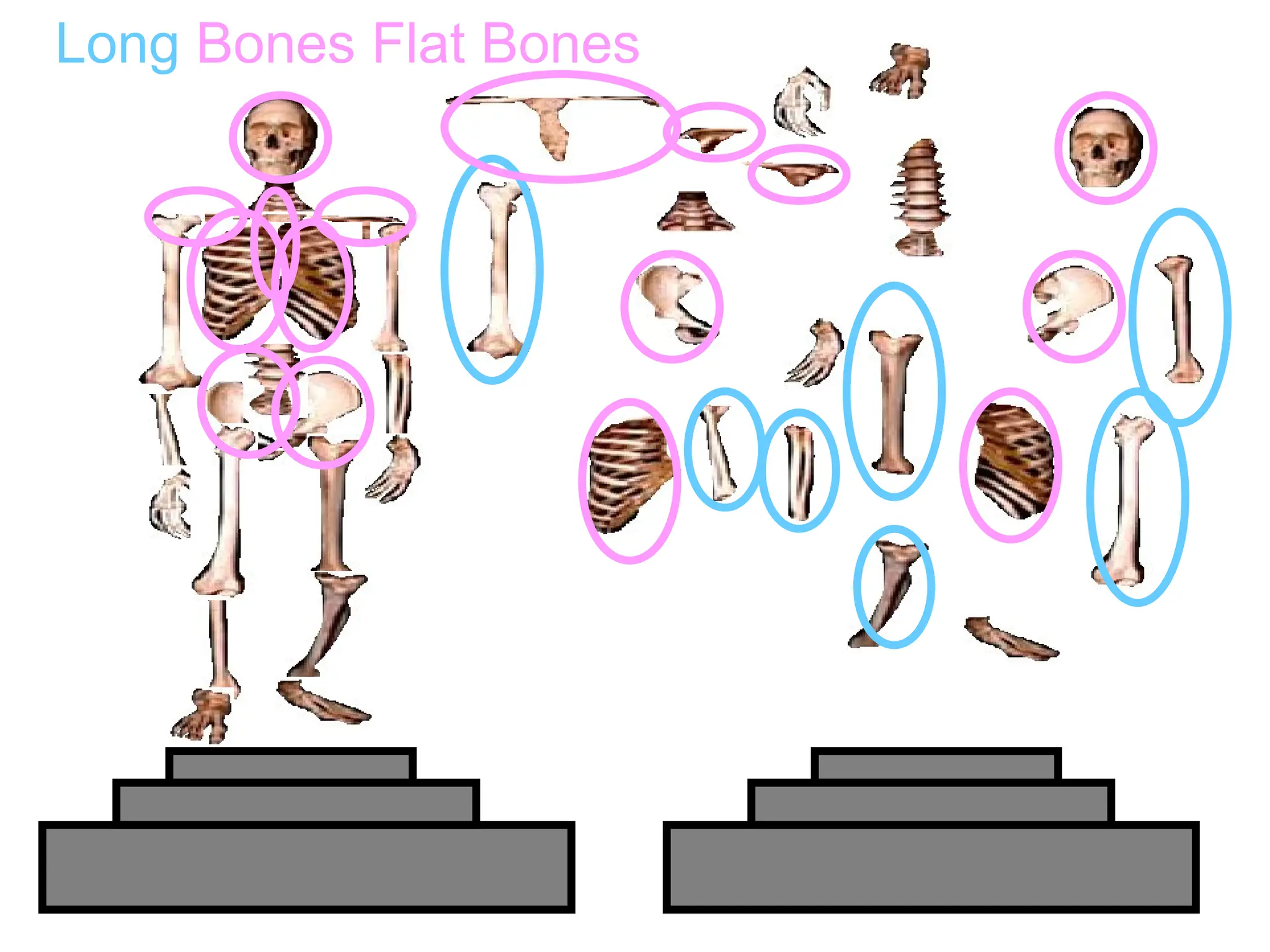 Common Bones in the Human Body Lesson, Middle School Lesson about Bones ...