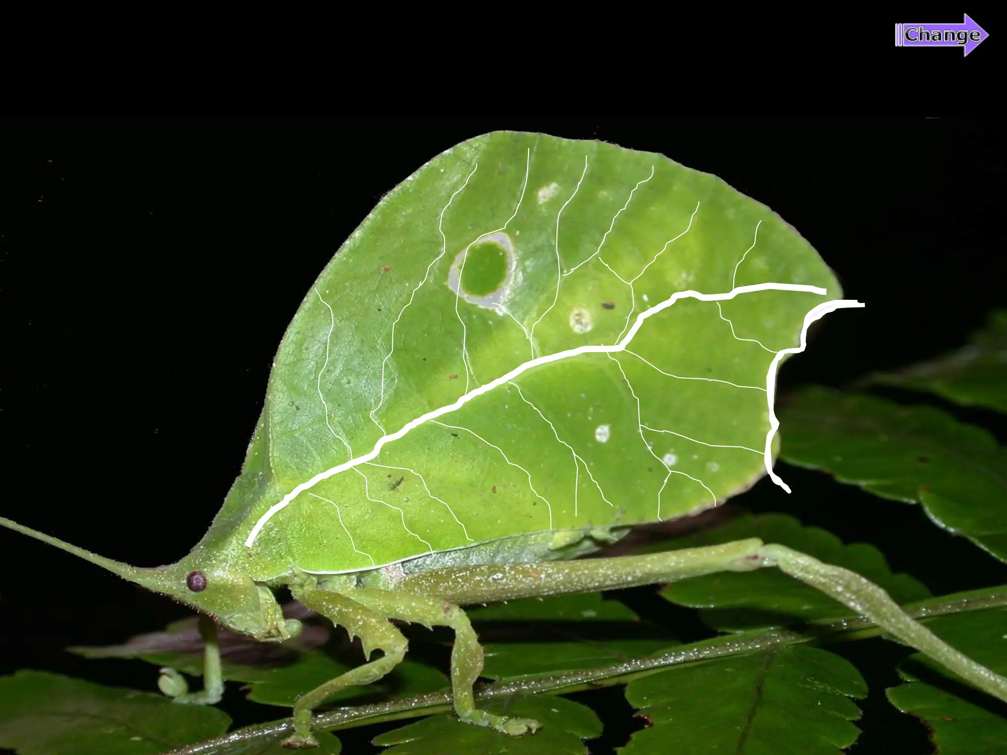 Mimicry Lesson from the Ecology Interactions Unit, Types of Mimicry ...