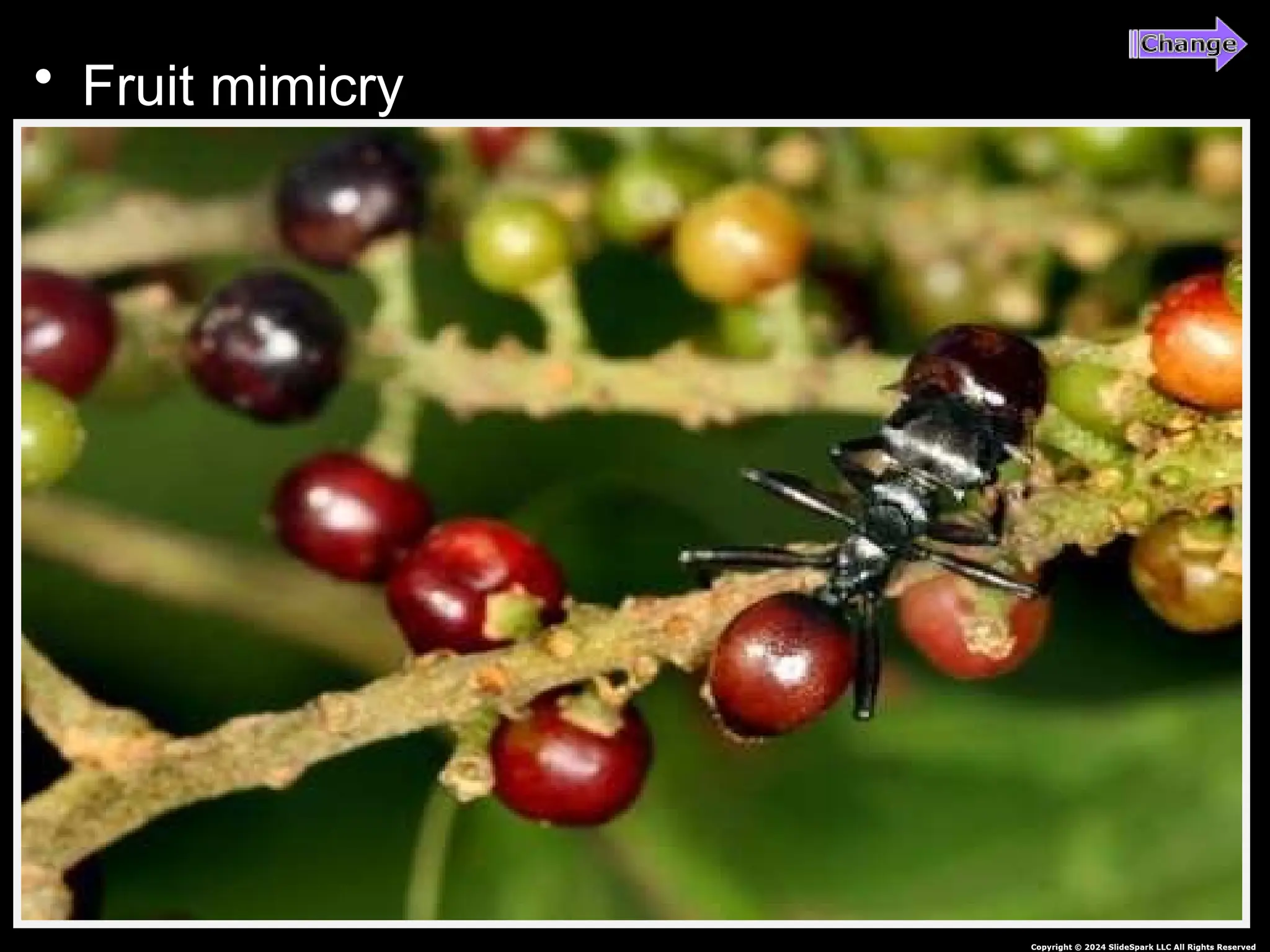 Mimicry Lesson from the Ecology Interactions Unit, Types of Mimicry ...