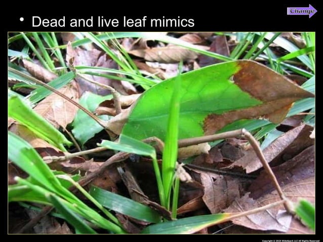 Mimicry Lesson from the Ecology Interactions Unit, Types of Mimicry ...