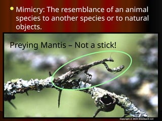 Mimicry Lesson from the Ecology Interactions Unit, Types of Mimicry ...