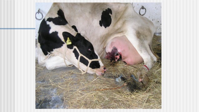 Part 2 Main Line of Treatment of Mastitis in Farm Animals Prof Dr Hamed ...