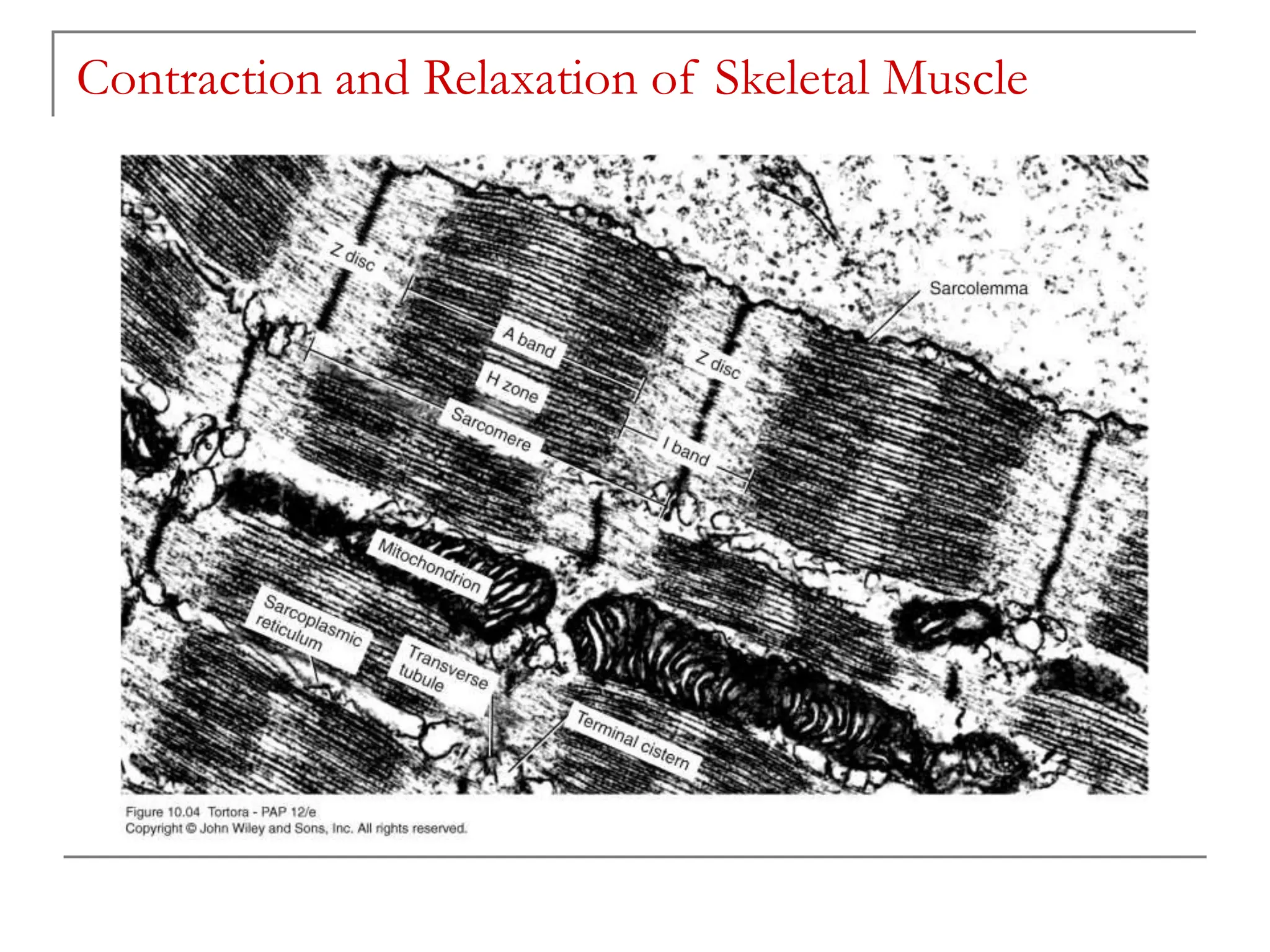 Part 2 Muscle physiology ppt explained in detail | PPT