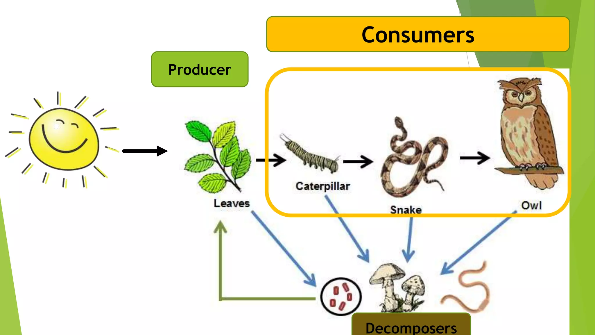 "How living things interact?" Part 2 | PPTX