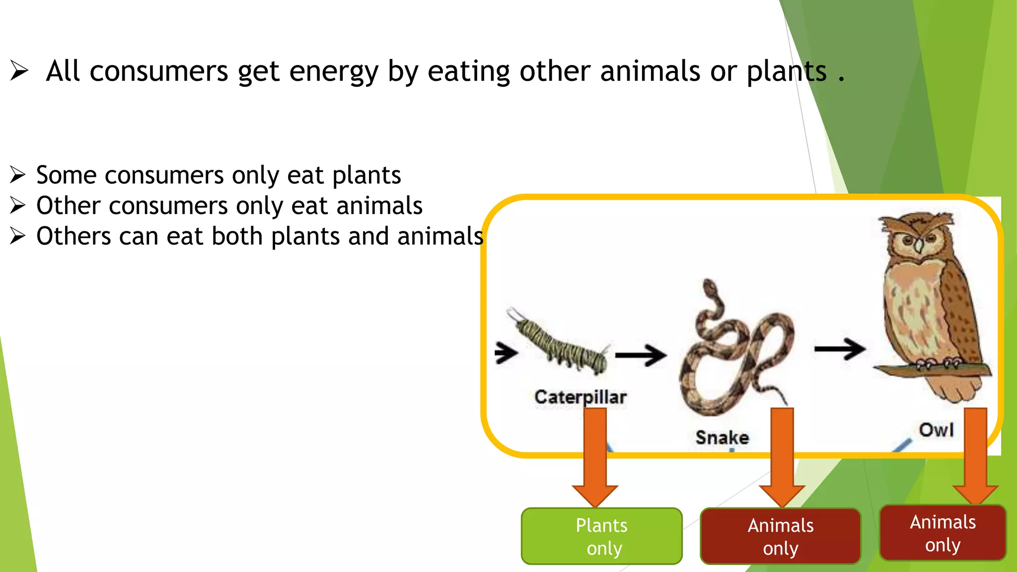 "How living things interact?" Part 2 | PPTX
