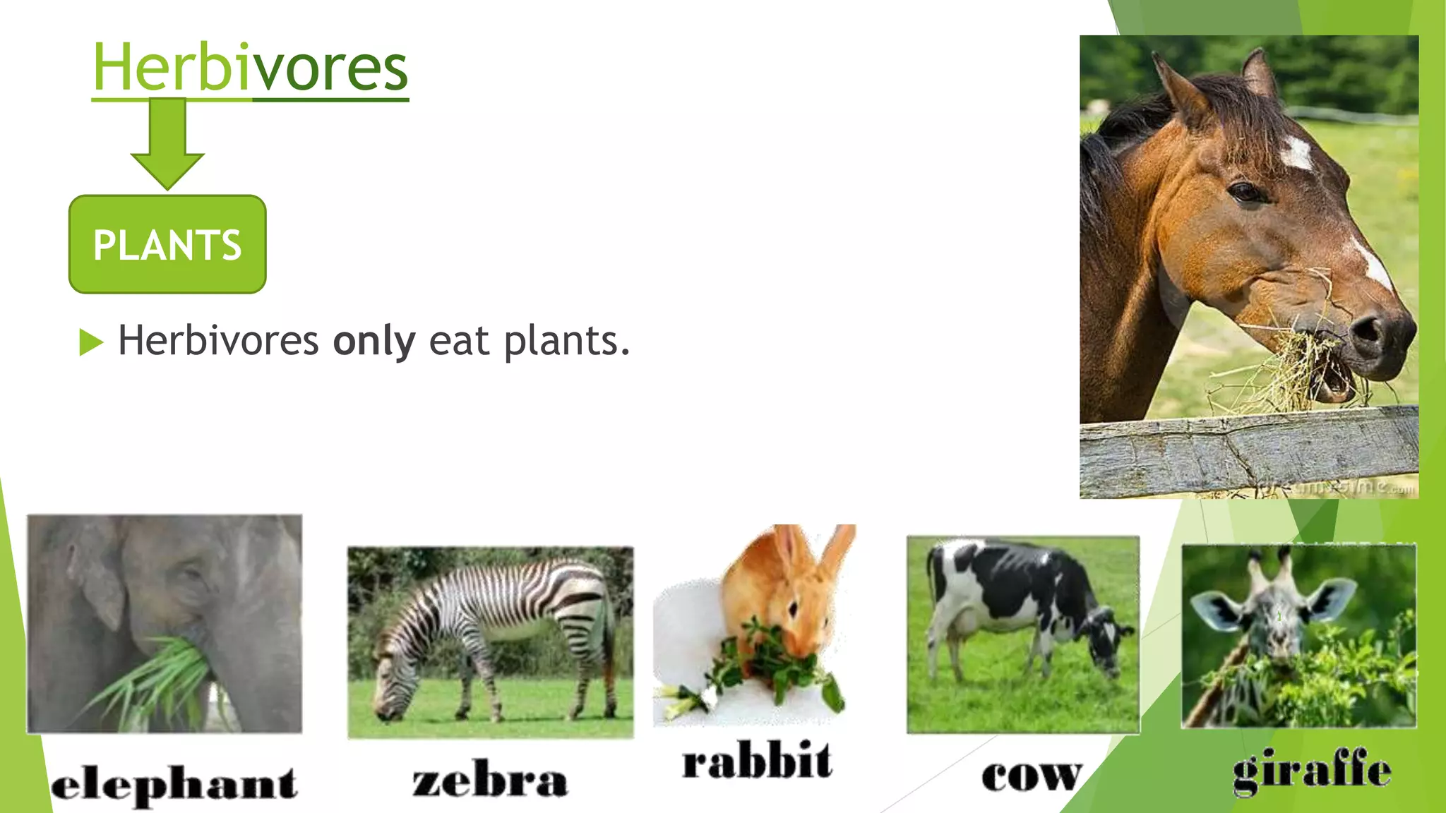 "How living things interact?" Part 2 | PPTX