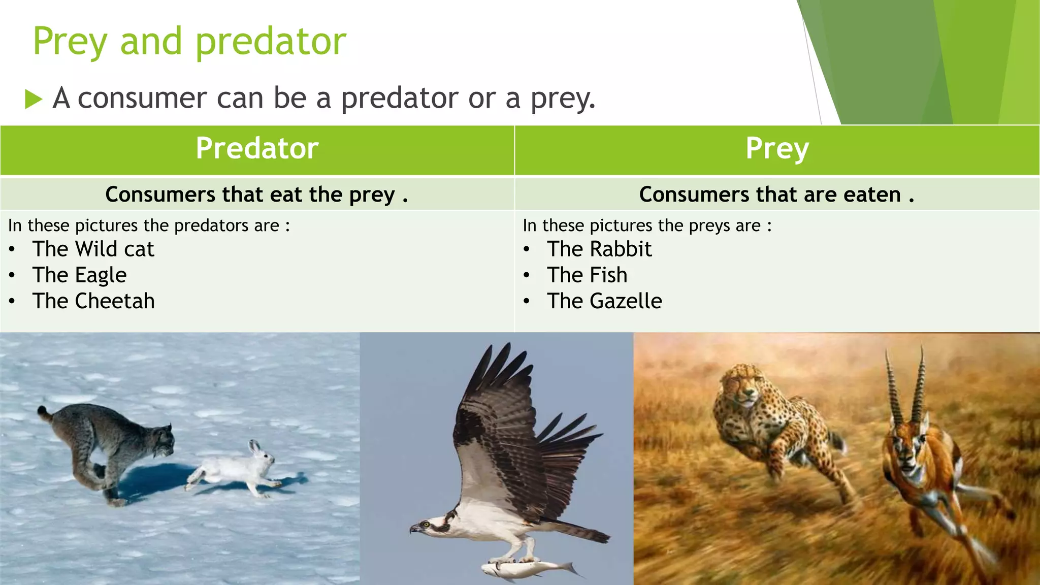 "How living things interact?" Part 2 | PPTX