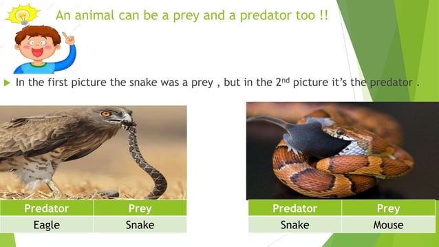 "How living things interact?" Part 2 | PPT