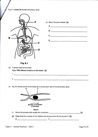 M&C Digestion Assignment Part 3 | PDF