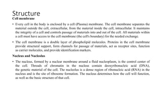 The cell | PPTX
