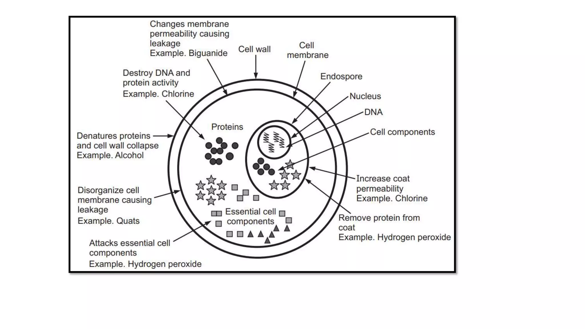 Classification and mode of action of disinfectants PHARMACEUTICAL ...