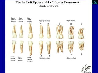 Part3.Extraction Of Teeth | PPT