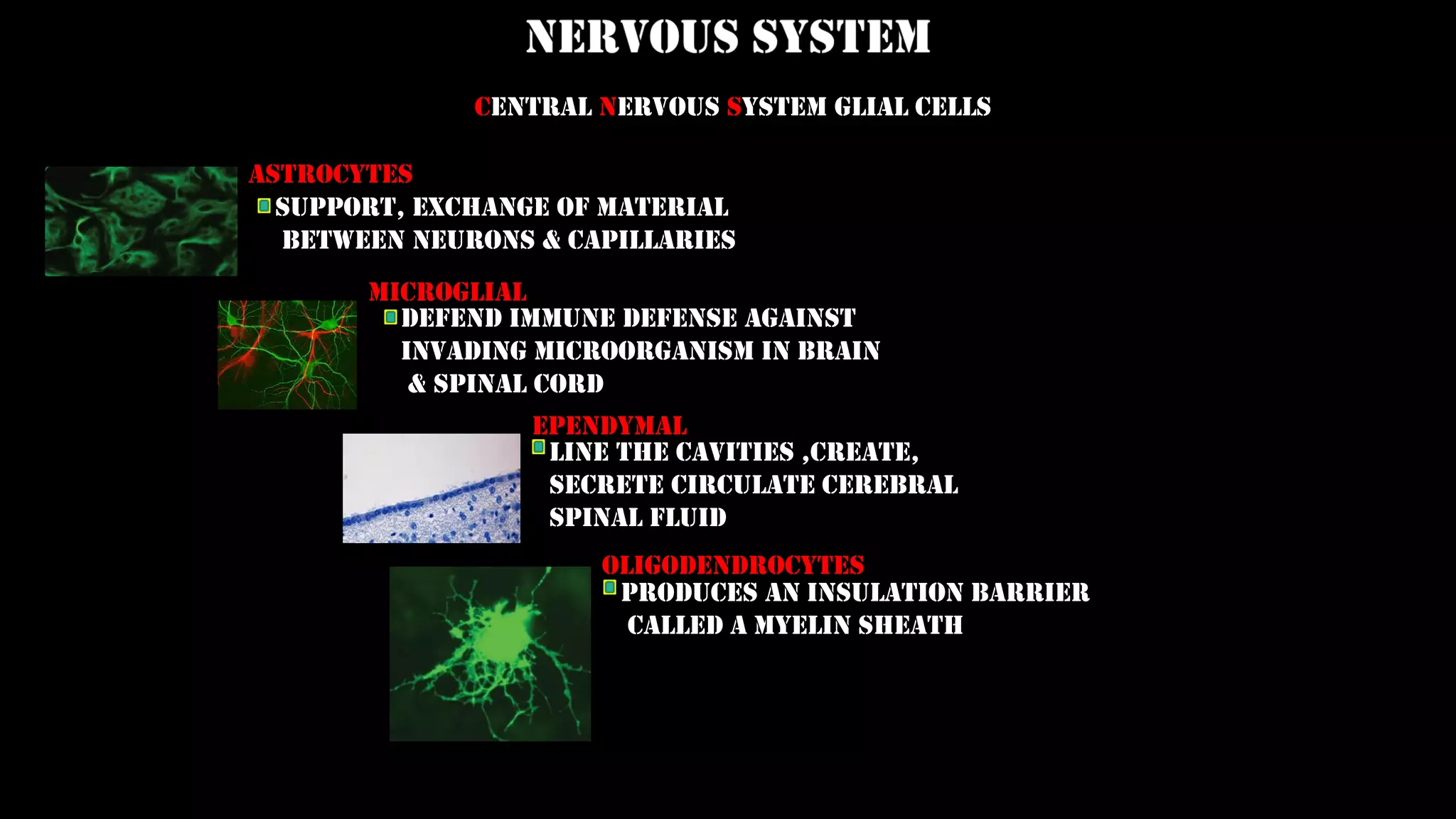 PAIN PATHWAY PART 3: THE BASIC NERVOUS SYSTEM CELLS | PPT