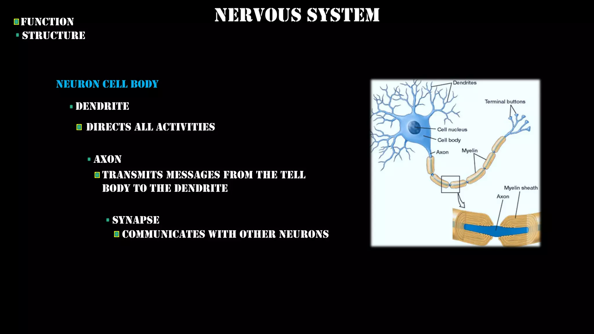 PAIN PATHWAY PART 3: THE BASIC NERVOUS SYSTEM CELLS | PDF