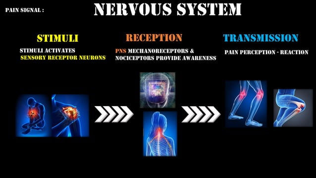 PAIN PATHWAY PART 3: THE BASIC NERVOUS SYSTEM CELLS | PDF