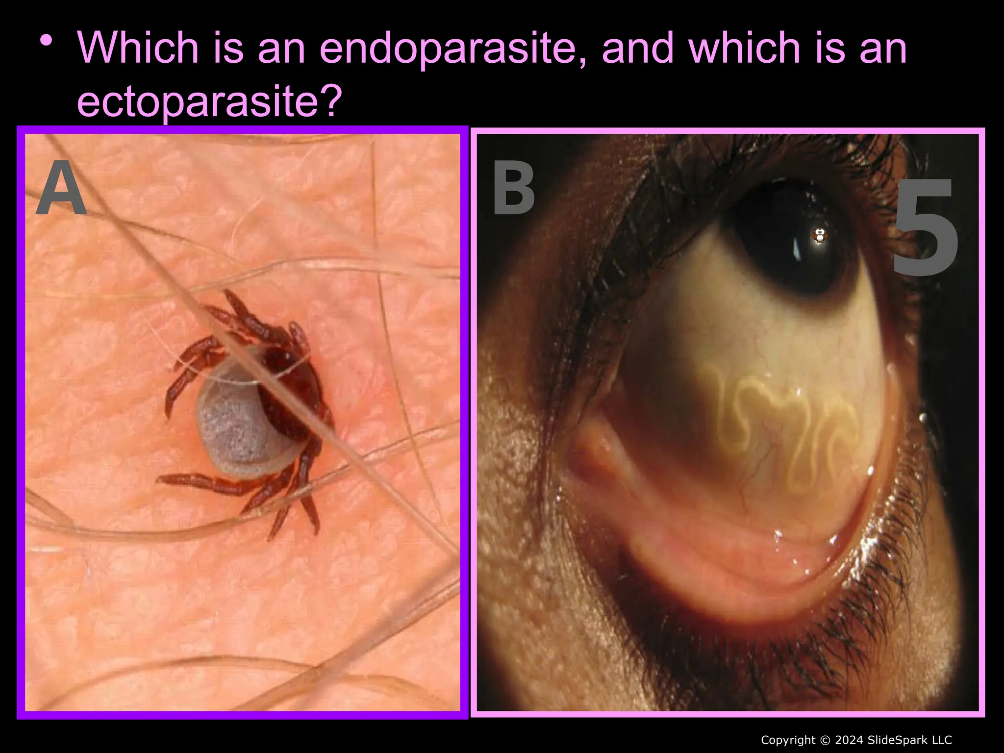 Symbiosis, Types of Symbiosis, Mutualism, Parasitism, Commensalism Quiz ...