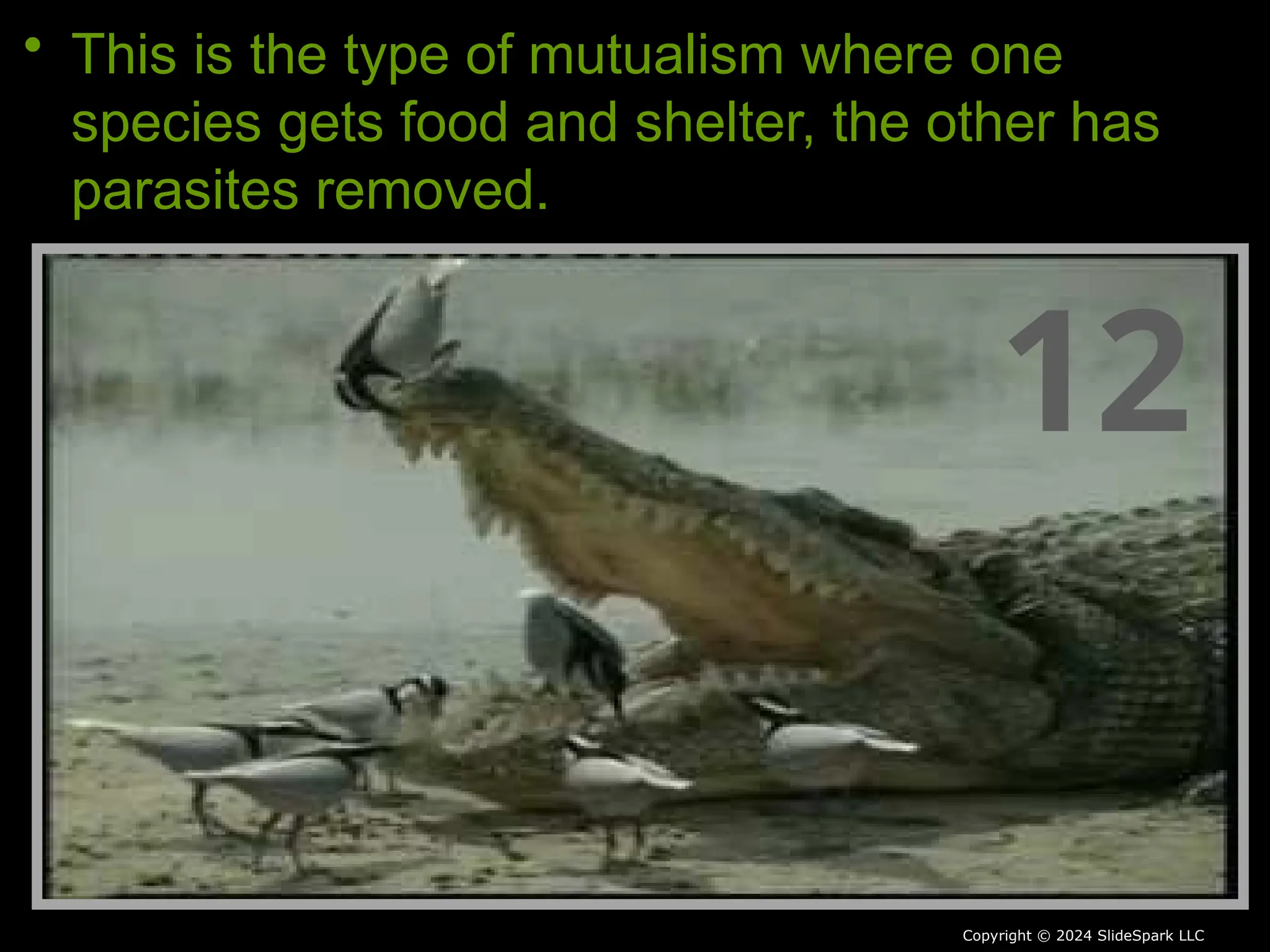 Symbiosis, Types of Symbiosis, Mutualism, Parasitism, Commensalism Quiz ...