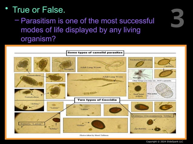 Symbiosis, Types of Symbiosis, Mutualism, Parasitism, Commensalism Quiz ...