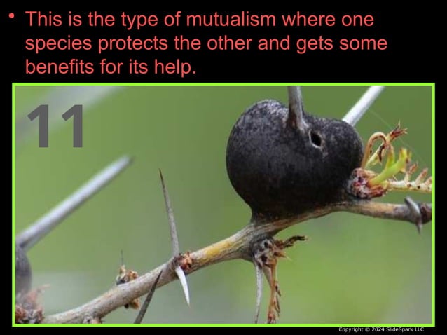 Symbiosis, Types of Symbiosis, Mutualism, Parasitism, Commensalism Quiz ...