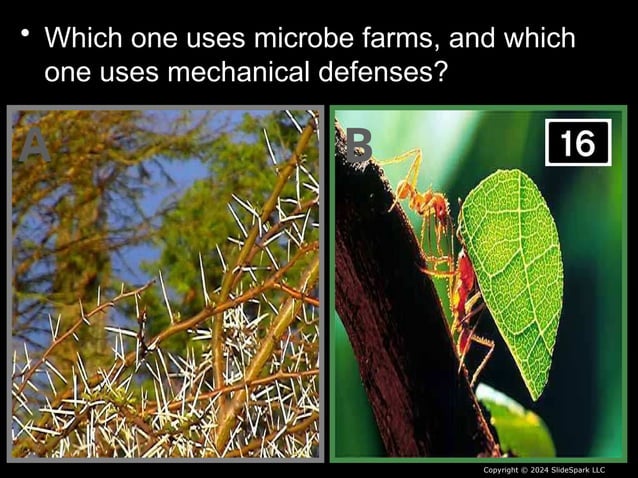 Symbiosis, Types of Symbiosis, Mutualism, Parasitism, Commensalism Quiz ...