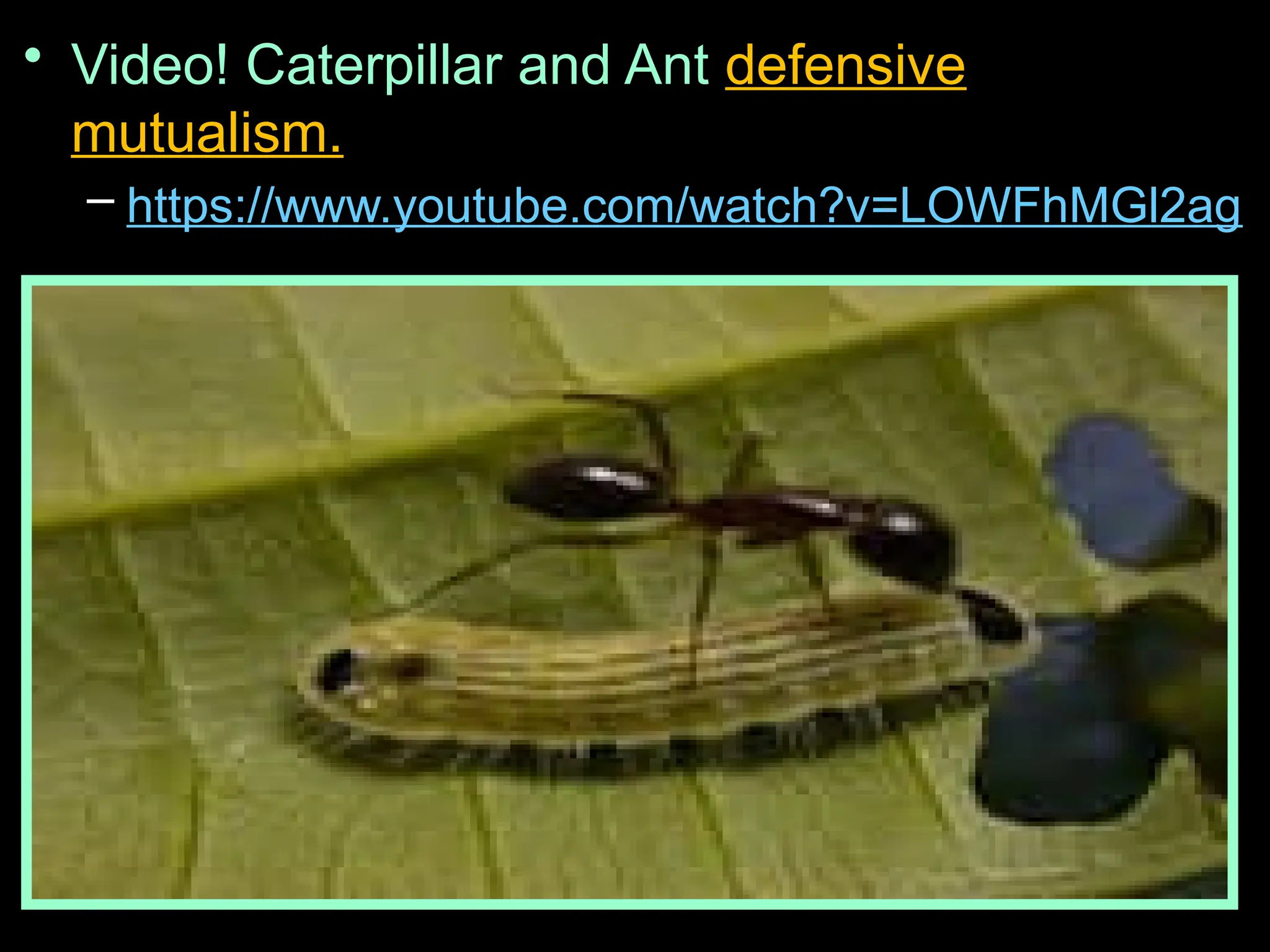 Symbiosis Lesson, Mutualism, Types of Mutualisms, Science Lesson from ...