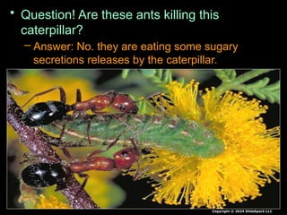 Symbiosis Lesson, Mutualism, Types of Mutualisms, Science Lesson from ...