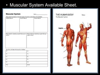Muscular System Lesson PowerPoint, Muscles, Human Body Unit | PPTX