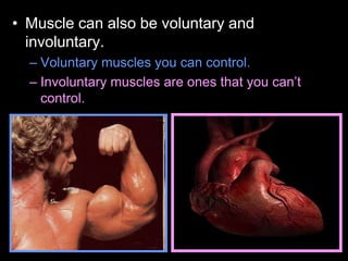 Muscular System Lesson PowerPoint, Muscles, Human Body Unit | PPTX