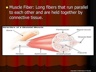 Muscular System Lesson PowerPoint, Muscles, Human Body Unit | PPTX