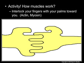 Muscular System Lesson PowerPoint, Muscles, Human Body Unit | PPTX