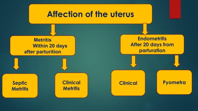 Part 3 Postpartum Metritis in Farm Animals(Causes- Signs and Main Line ...