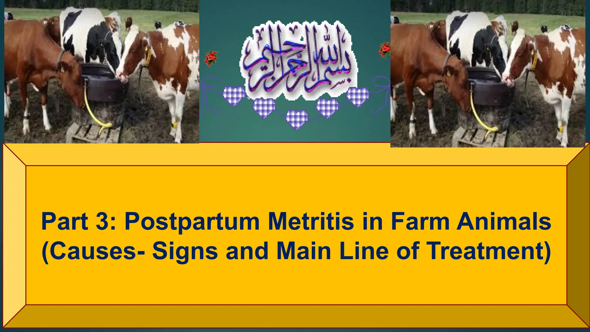 Part 3 Postpartum Metritis in Farm Animals(Causes- Signs and Main Line ...