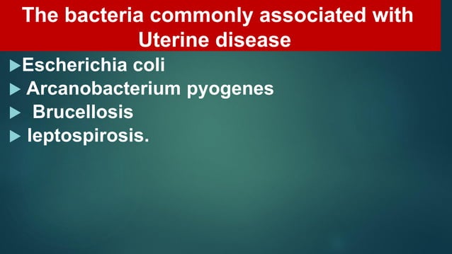 Part 3 Postpartum Metritis in Farm Animals(Causes- Signs and Main Line ...