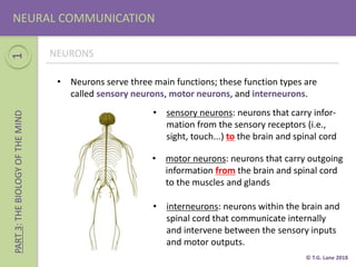 Part 3 (The Biology of Mind) | PPTX