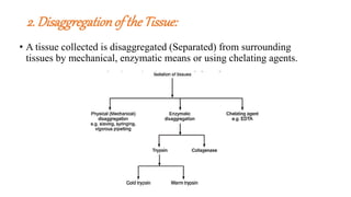 Animal Cell Culture: Growth of animal cells in culture. PHARMACEUTICAL ...