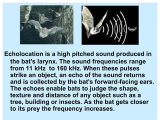 Part 4: Marvels & Mysteries of Our Animal World | PPT