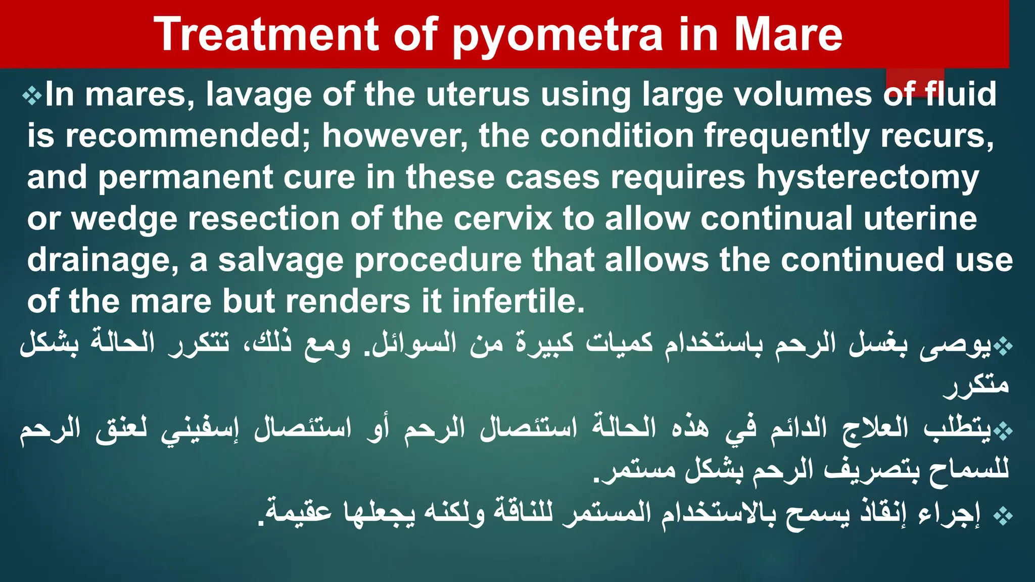Part 4 Pyometra in Farm Animals Prof Dr Hamed Attia.pdf