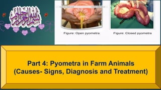 Part 4 Pyometra in Farm Animals Prof Dr Hamed Attia.pdf