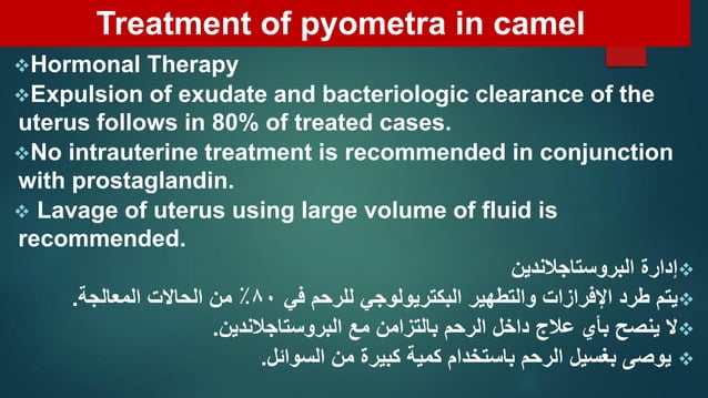 Part 4 Pyometra in Farm Animals Prof Dr Hamed Attia.pdf