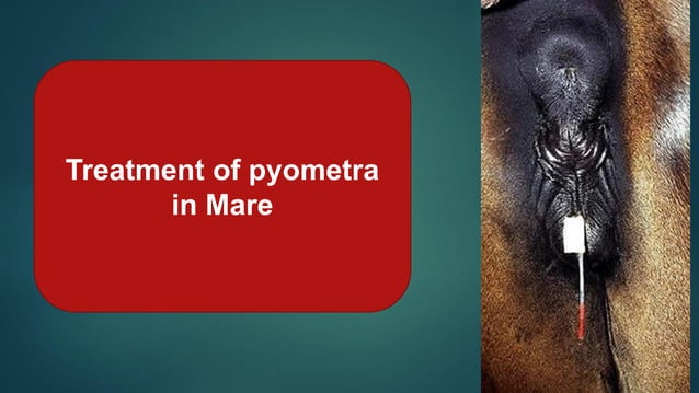 Part 4 Pyometra in Farm Animals Prof Dr Hamed Attia.pdf