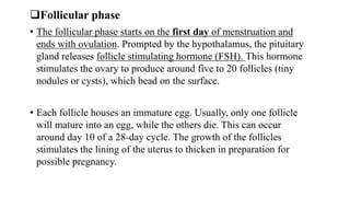 The menstrual cycle | PPTX