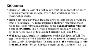 The menstrual cycle | PPTX