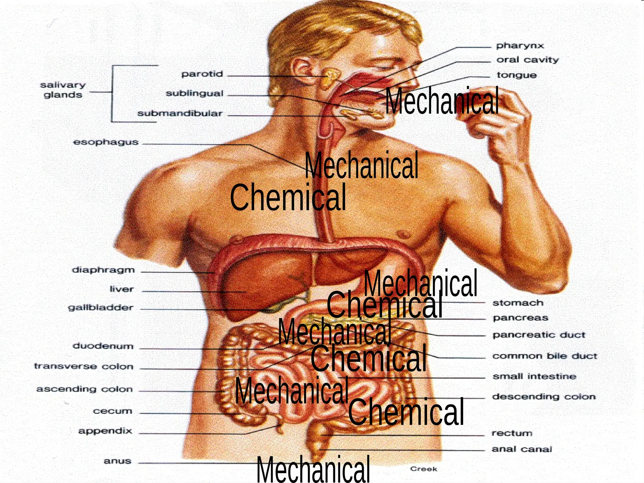 Lesson from the Digestive System Unit, Digestive System Slideshow, Middle School Science Lesson ...