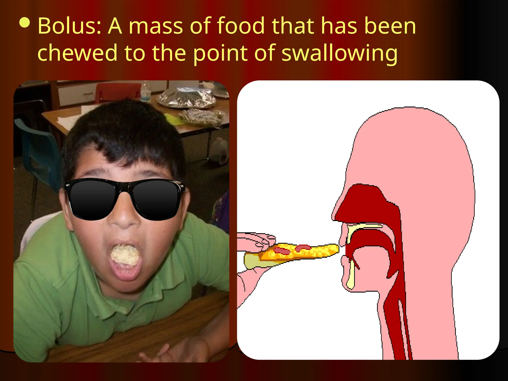 Lesson from the Digestive System Unit, Digestive System Slideshow ...
